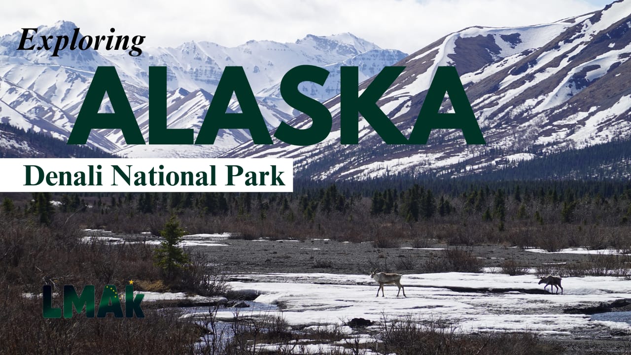 Denali National Park: A Wildlife Enthusiast's Paradise - Living My Alaska